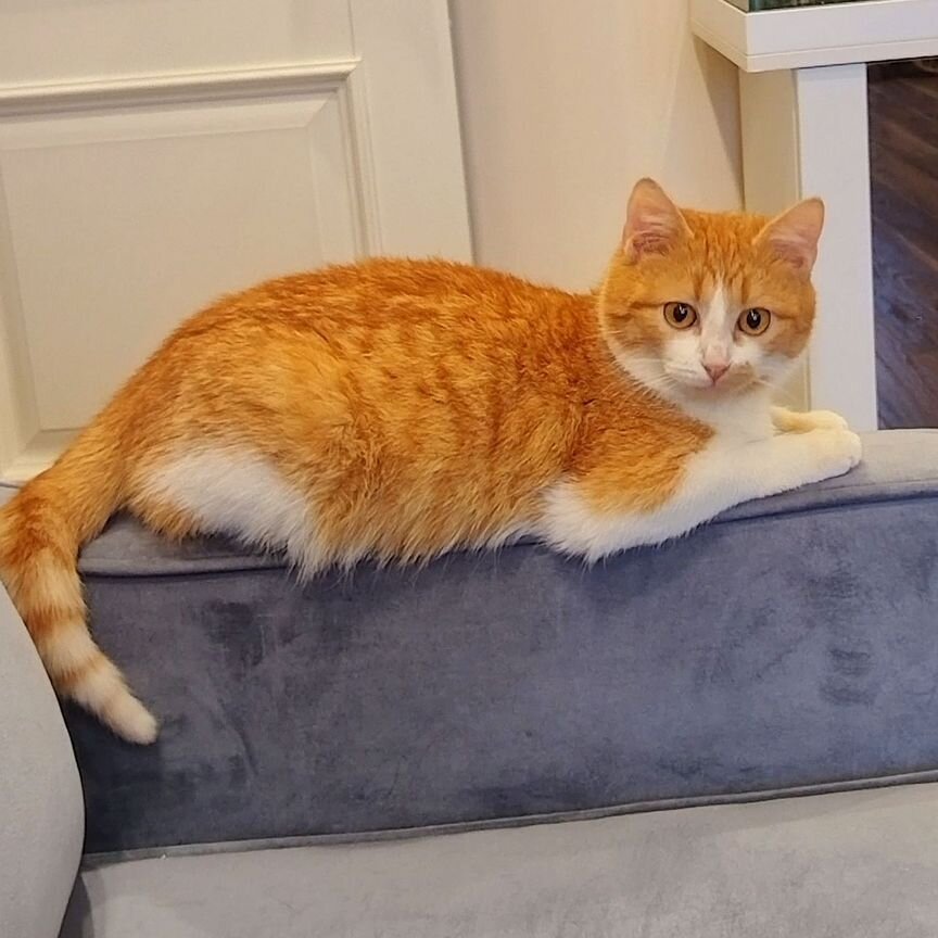 Котик зимовал на даче