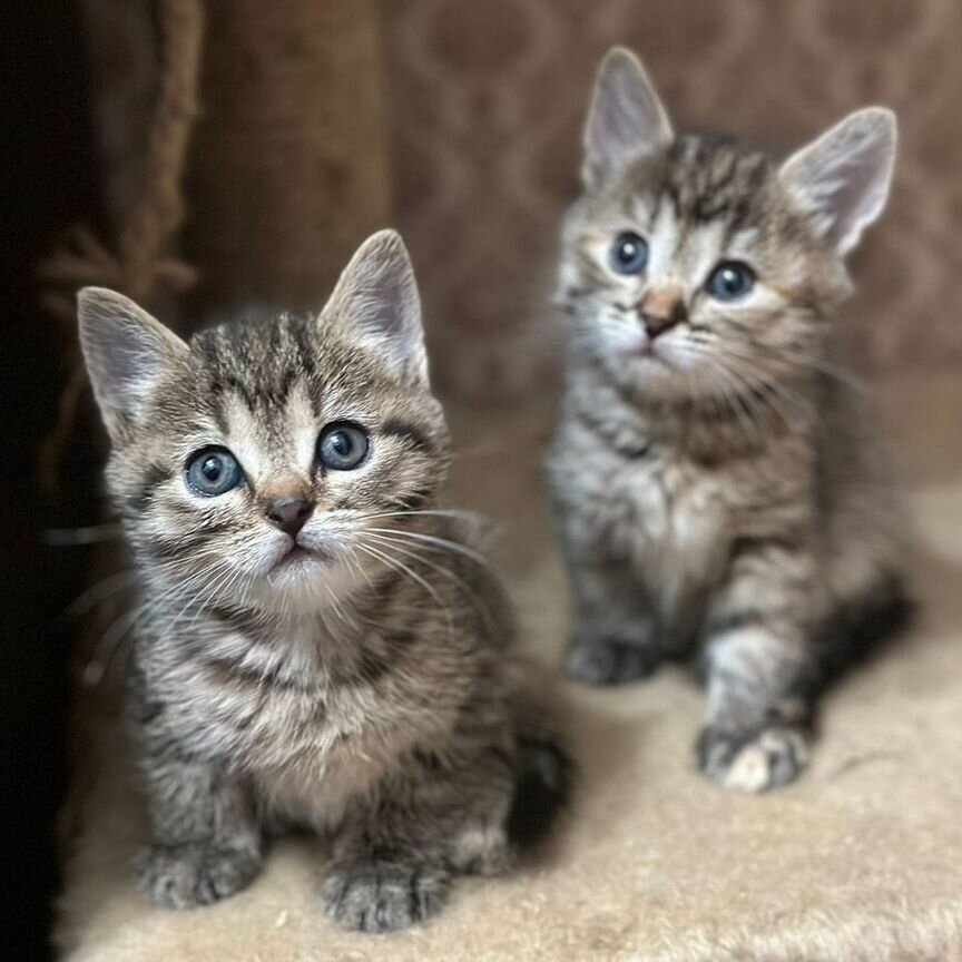 Котята. Подкидыши