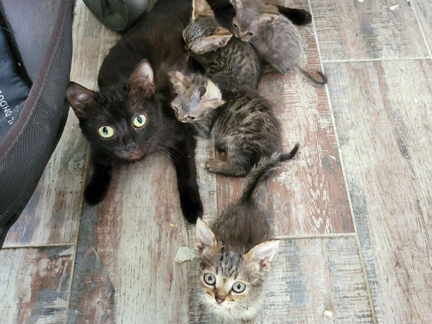 Котята