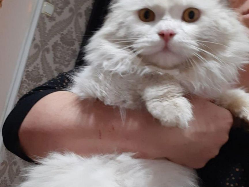 Белого персидского кота выгнали из дома