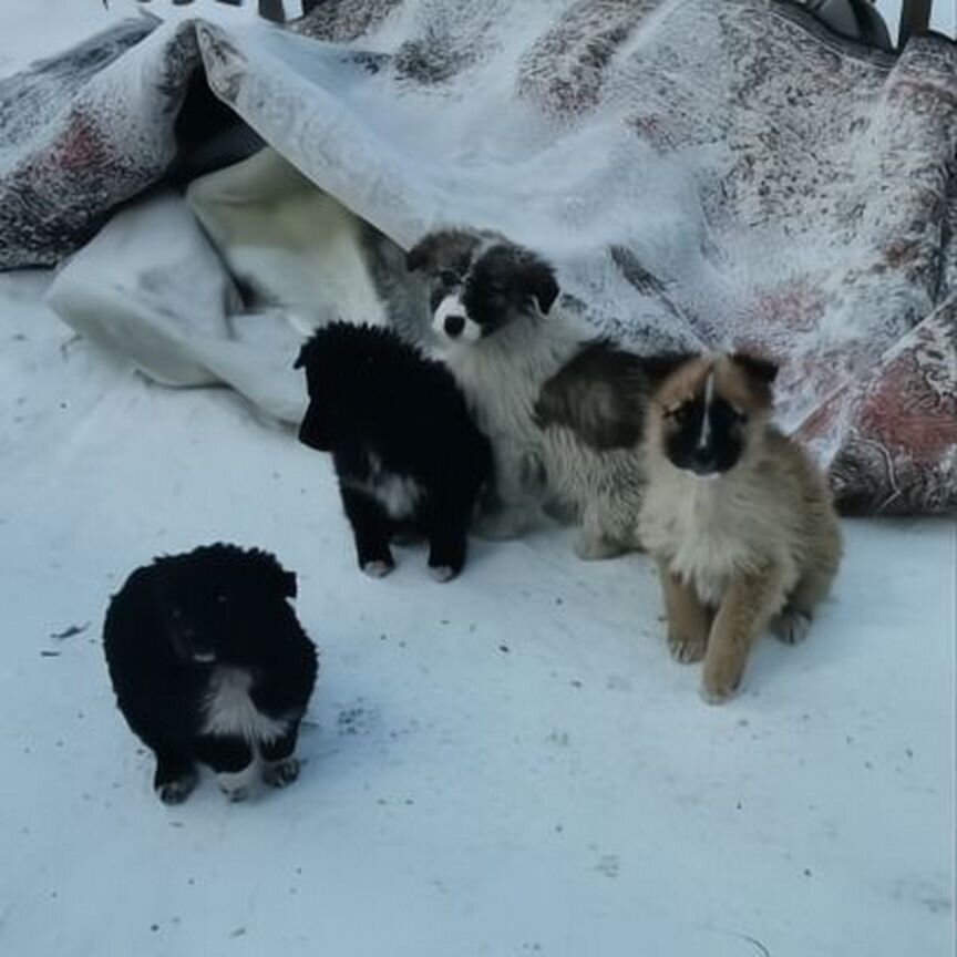 Щенок в добрые руки