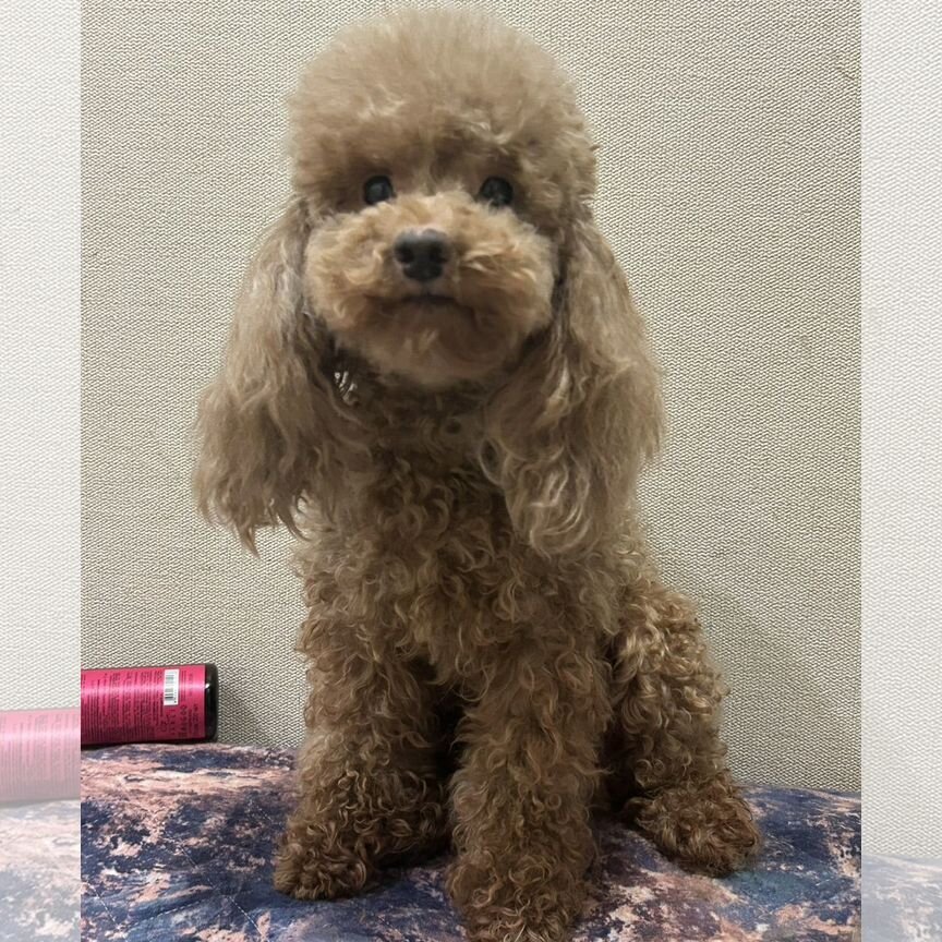 Пудель, взрослая собака