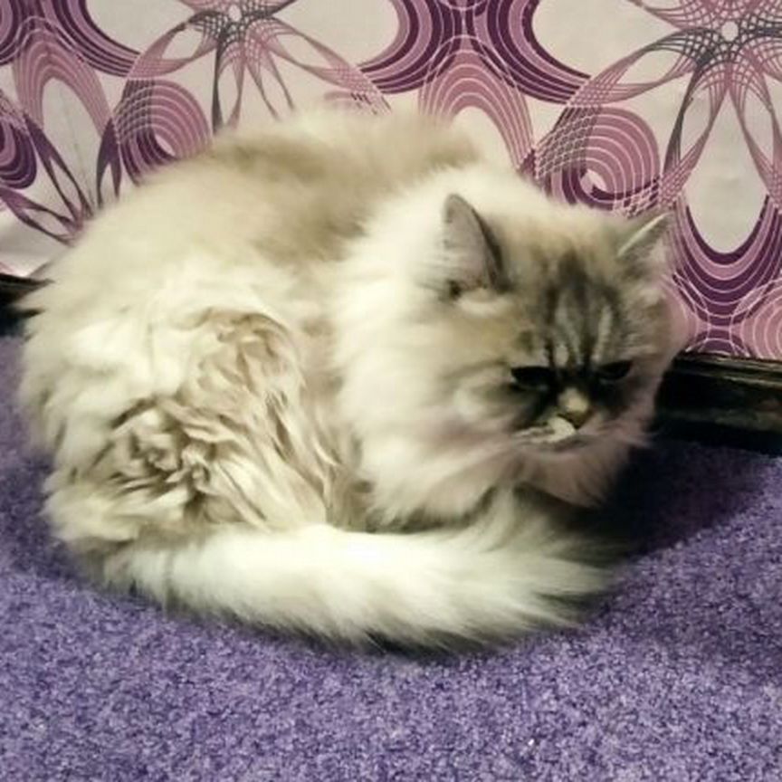 Кот