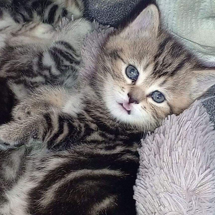 Шотландский вислоухий короткошёрстный котёнок