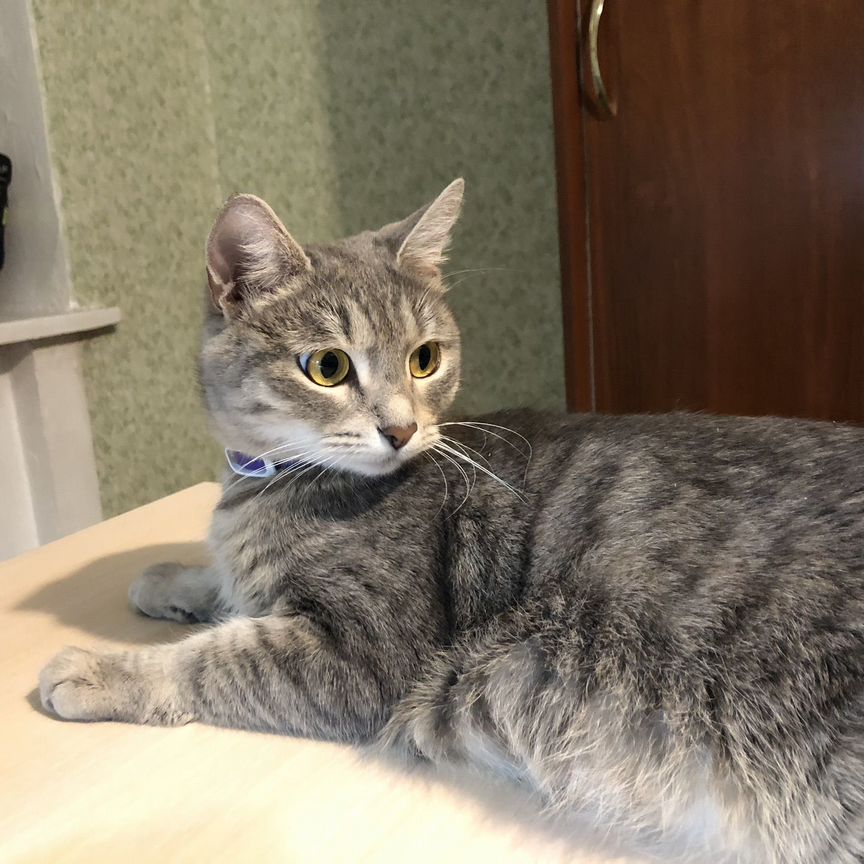 Кошка