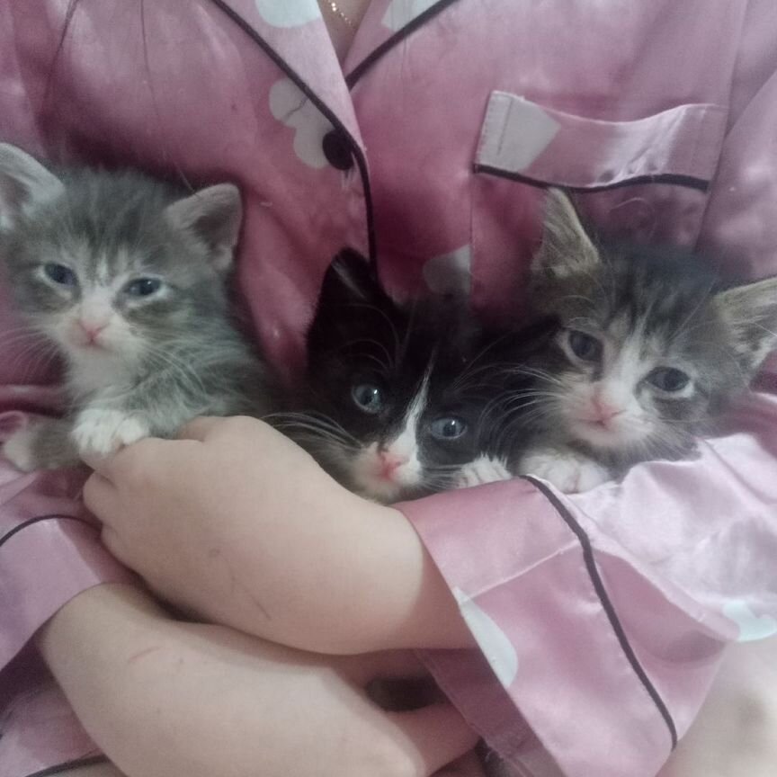 Котёнок в добрые руки