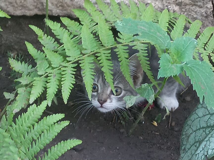 Котята в добрые руки бесплатно