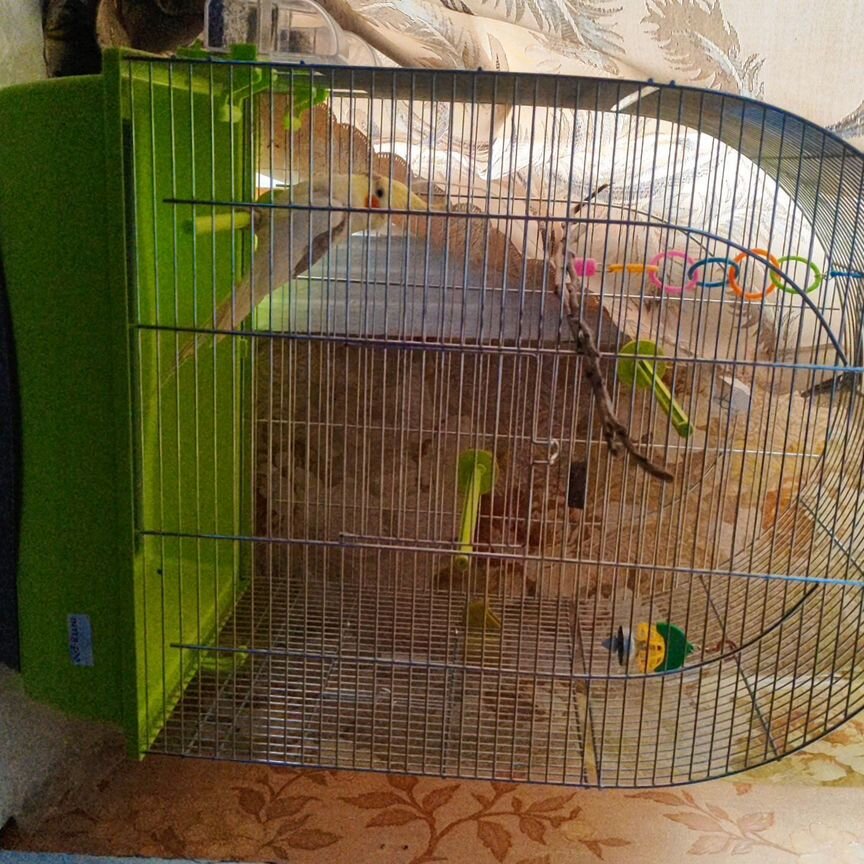 Попугай коррела самка с клеткой