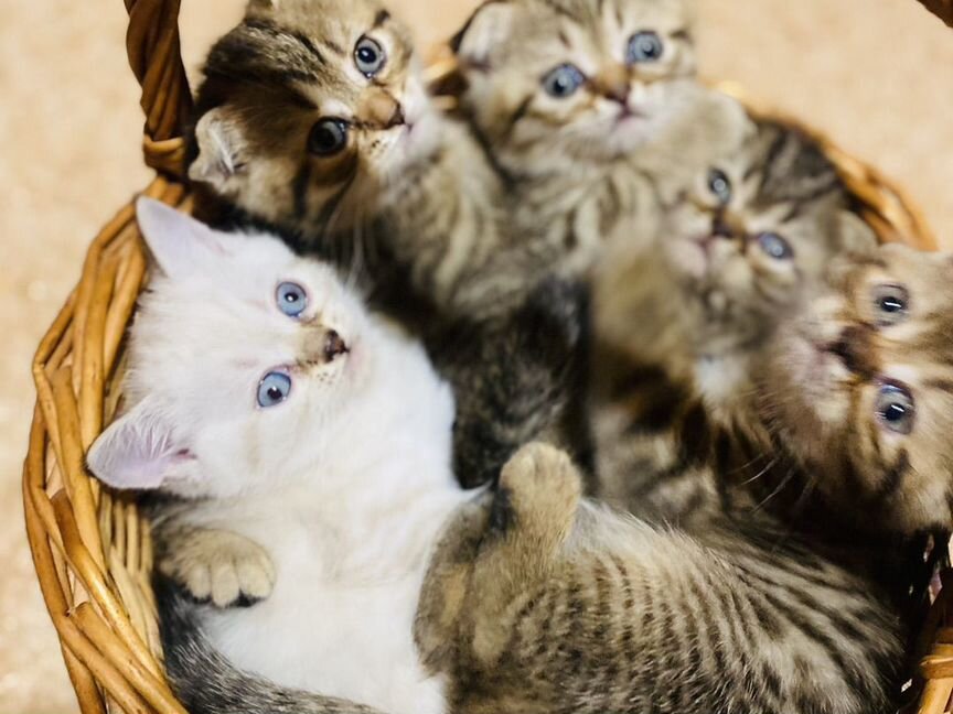 Шотландские вислоухие котята