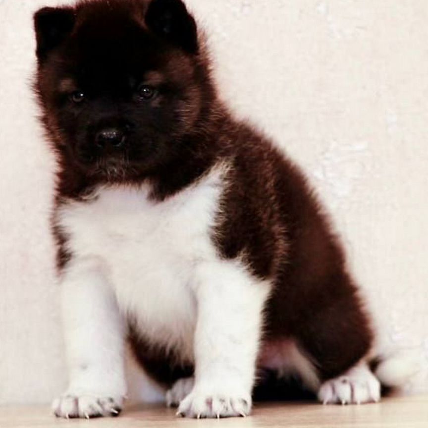 Американская акита, щенок