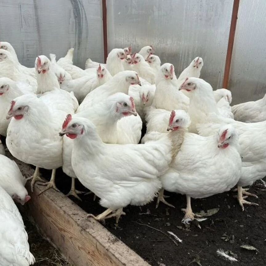 Куры несушки продам