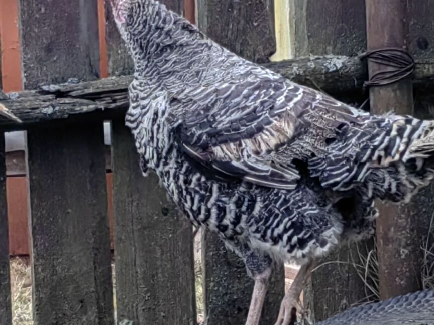 Индюшка на племя