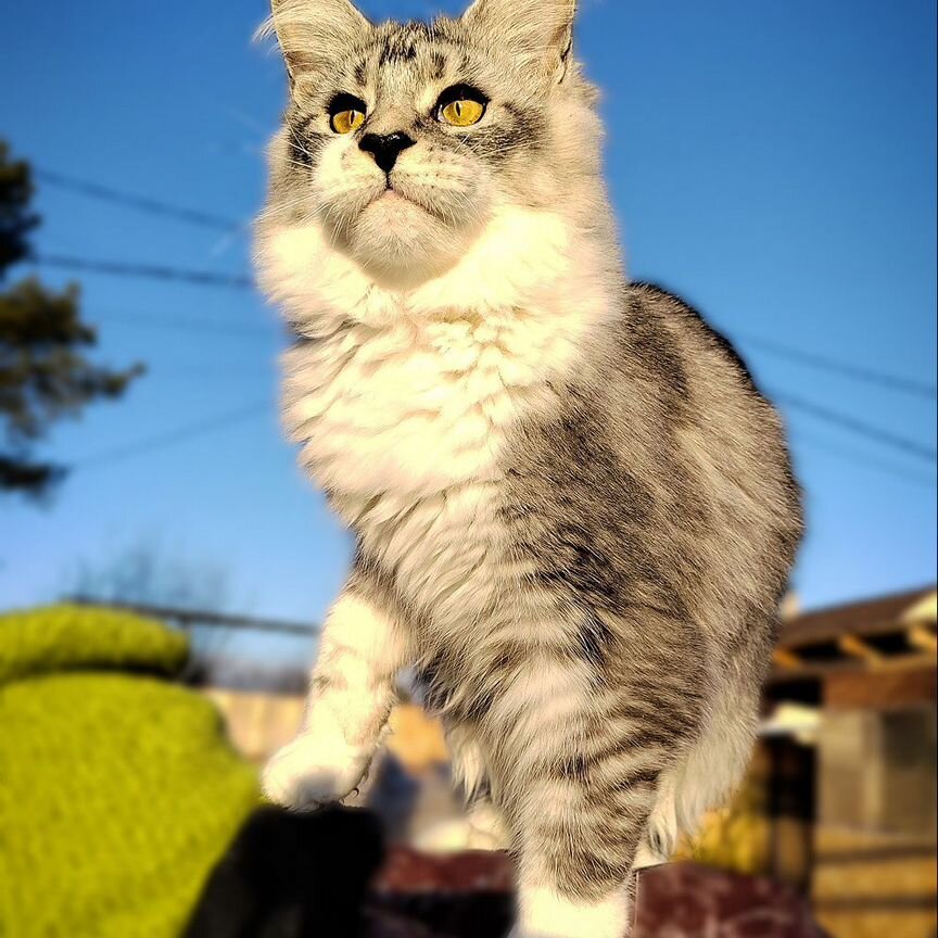 Кошка серебро
