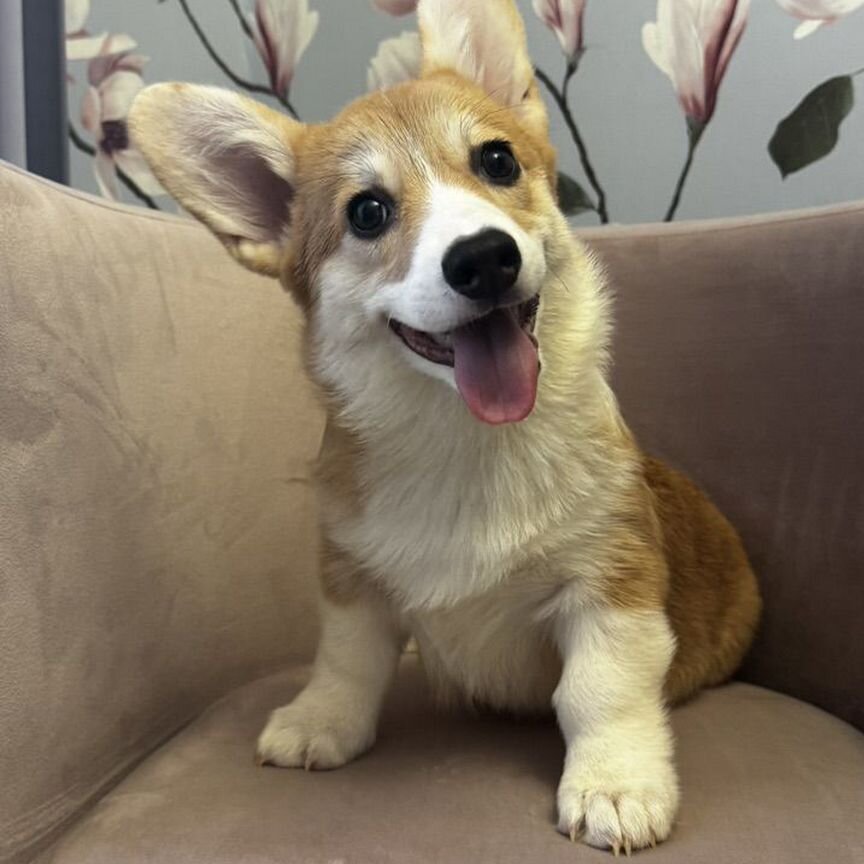 Вельш Корги Пемброк, щенок