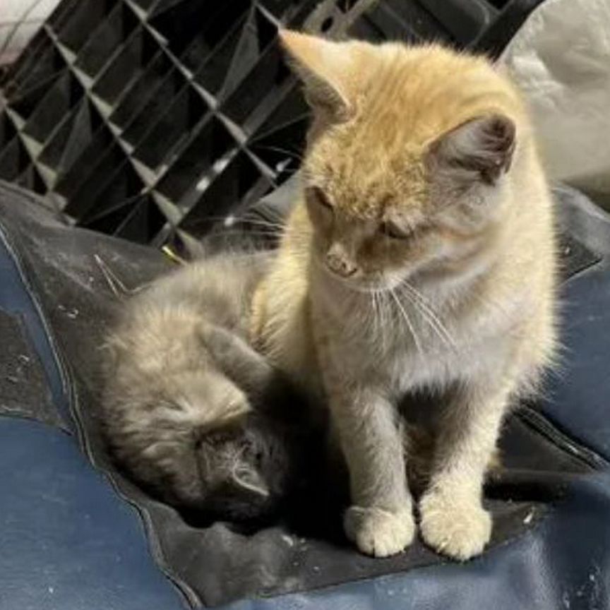 Кошки