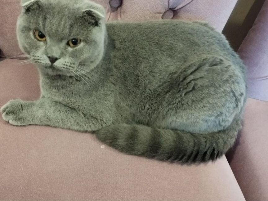 Шотландский кот на вязку