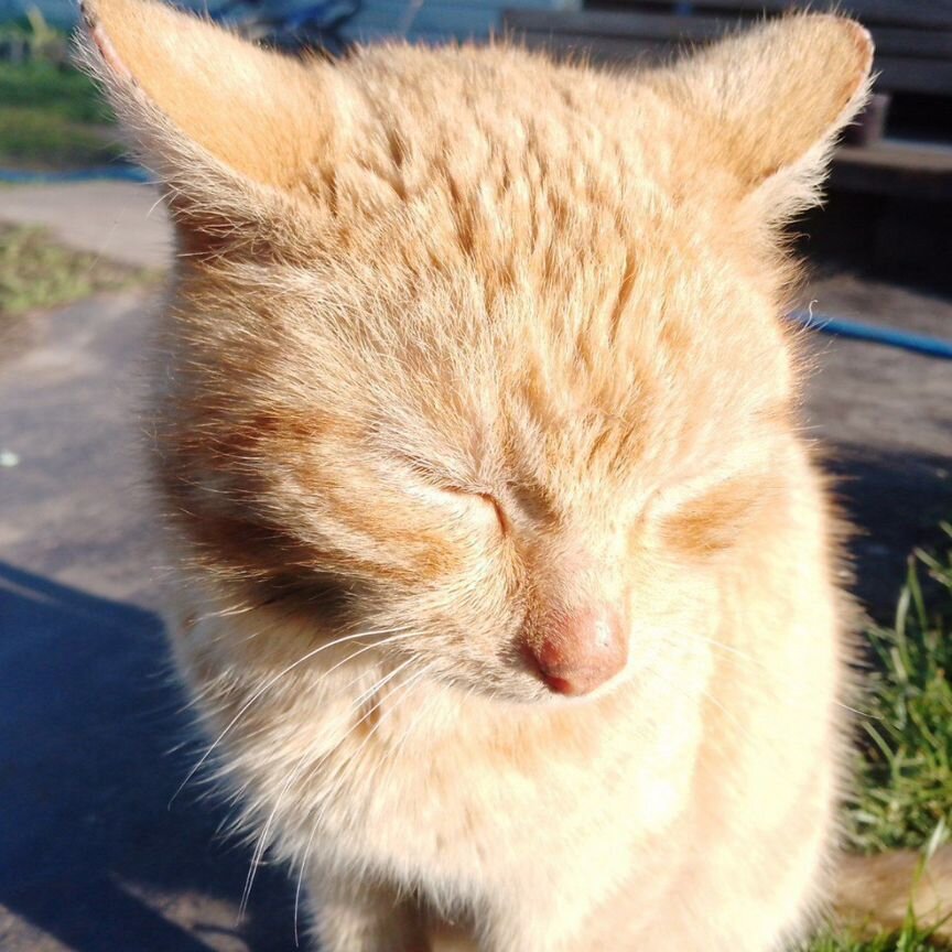 Рыжий кот очень ищет дом