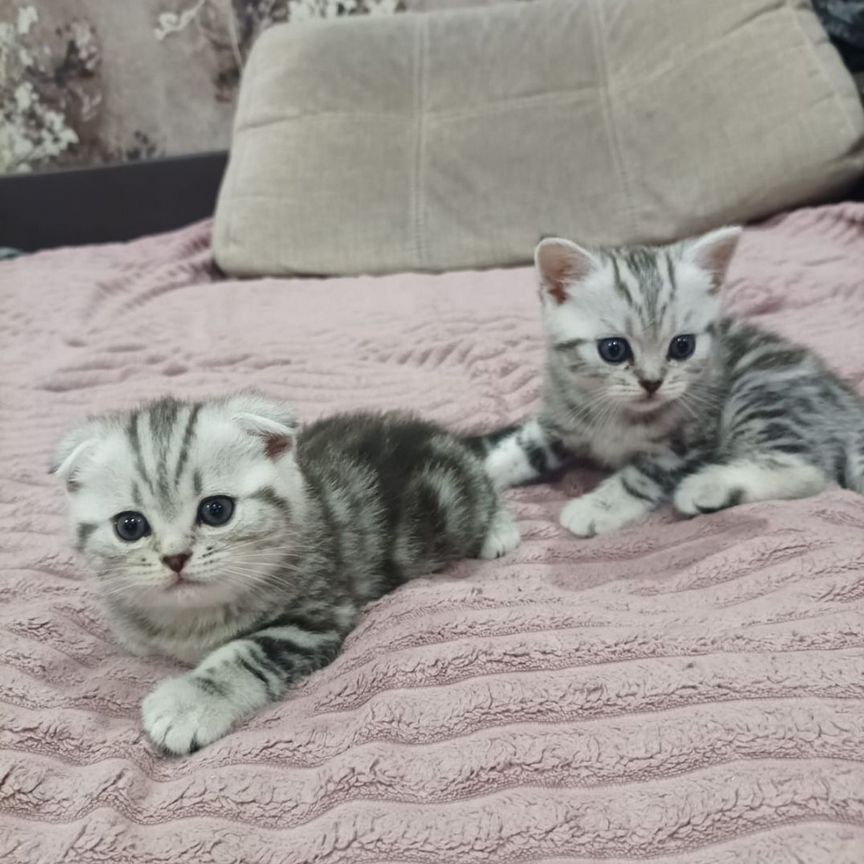 Шотландская вислоухая