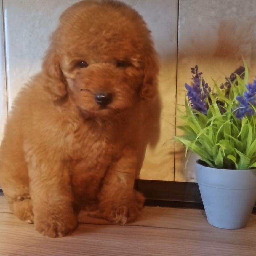 Той-пудель, щенок