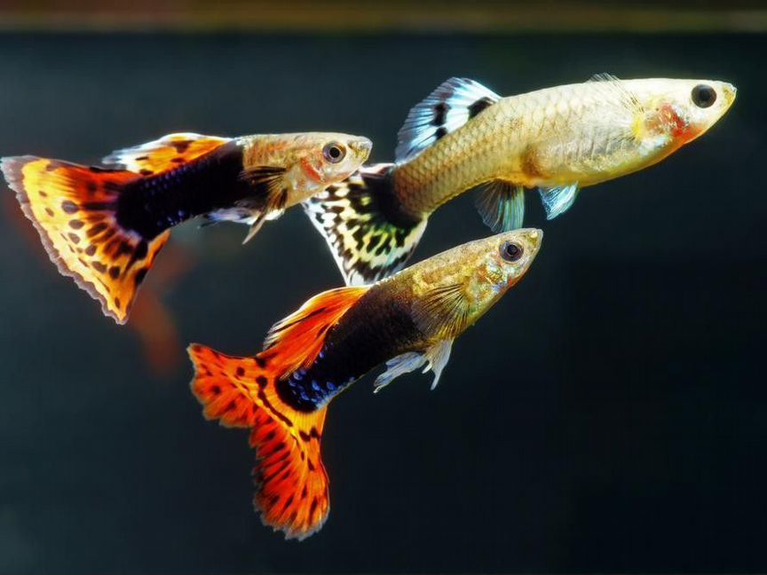 Гуппи, рыбки Дамбо мозаик