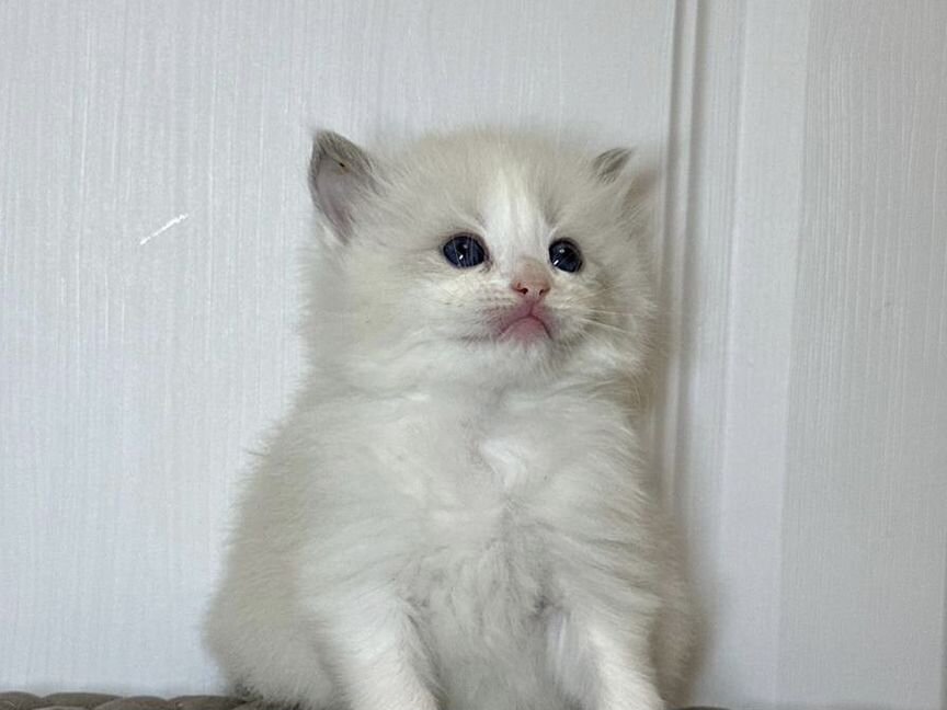 Котята рэгдолл
