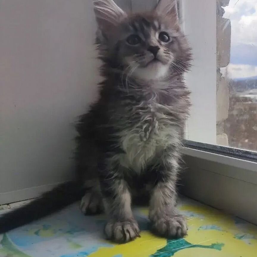 Мейн-кун котёнок