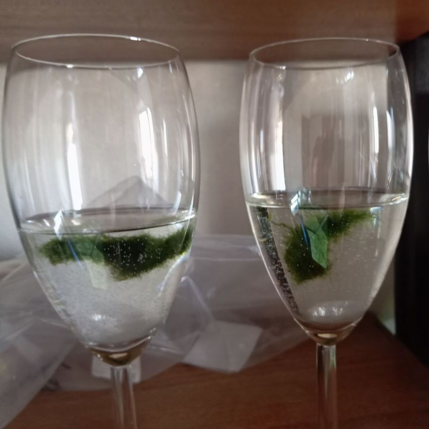 Аквариумное растение Кладофора шаровидная - Маримо