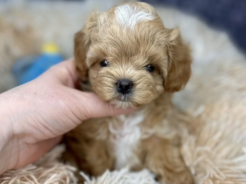 Супер курносик иалыш Мальтипу Ф1