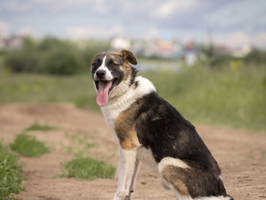 Алтей