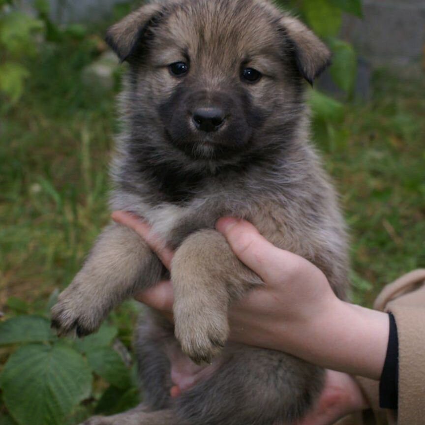 Щенок
