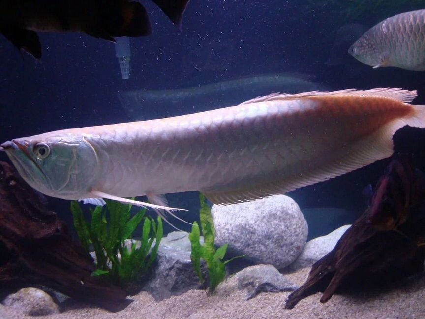 Рыбы Арована