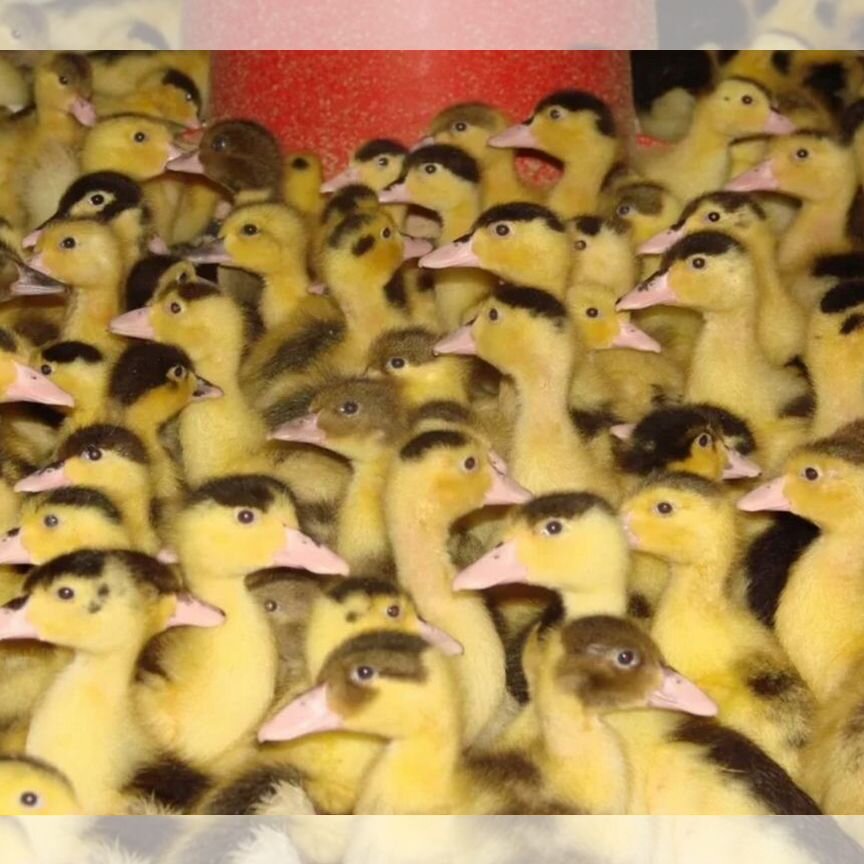 Суточные утята муларды