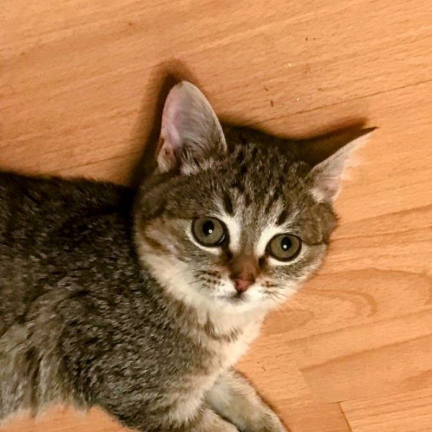 Шикарная маленькая девочка