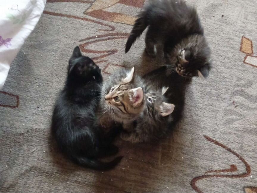 Полу Мэйн Кун