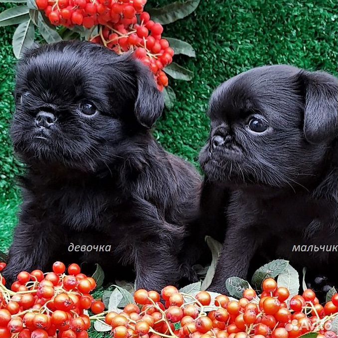 Чудесный малыш пти-брабансон