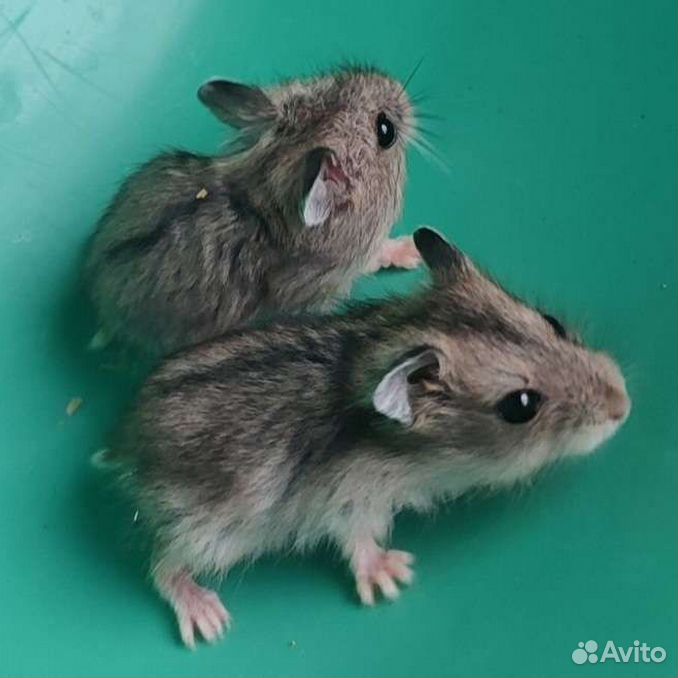 Джунгарский хомячок