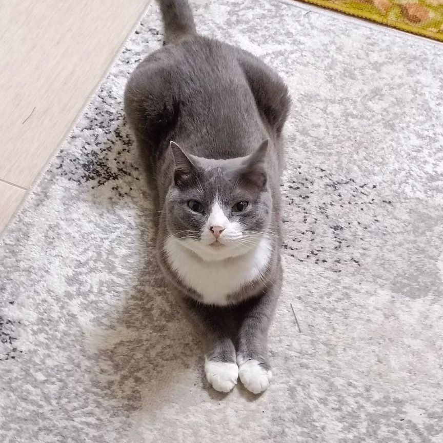 Кот Барсик