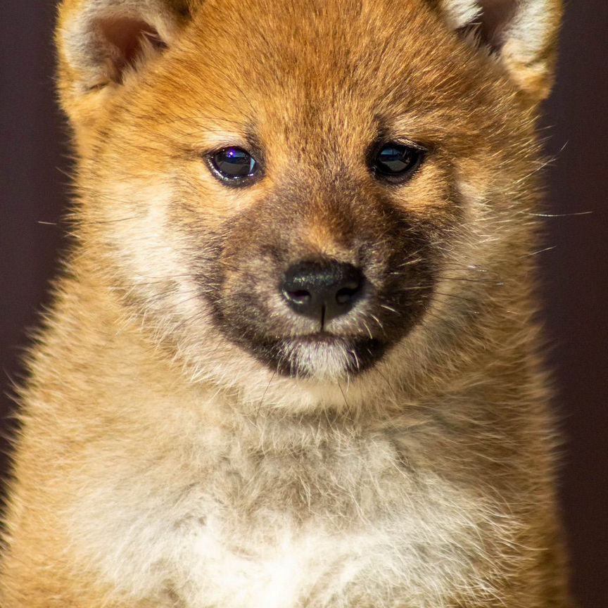 Настоящие японцы. Сиба Ину мальчики