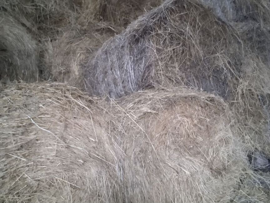 Продам сено в рулонах