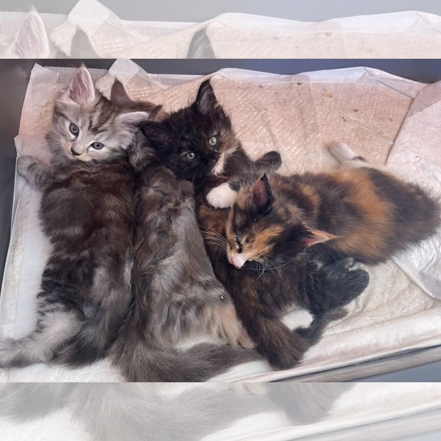 Котята мейн-кун