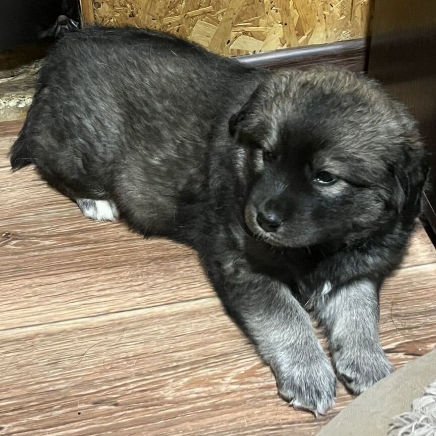 Лабрадор-ретривер, щенок