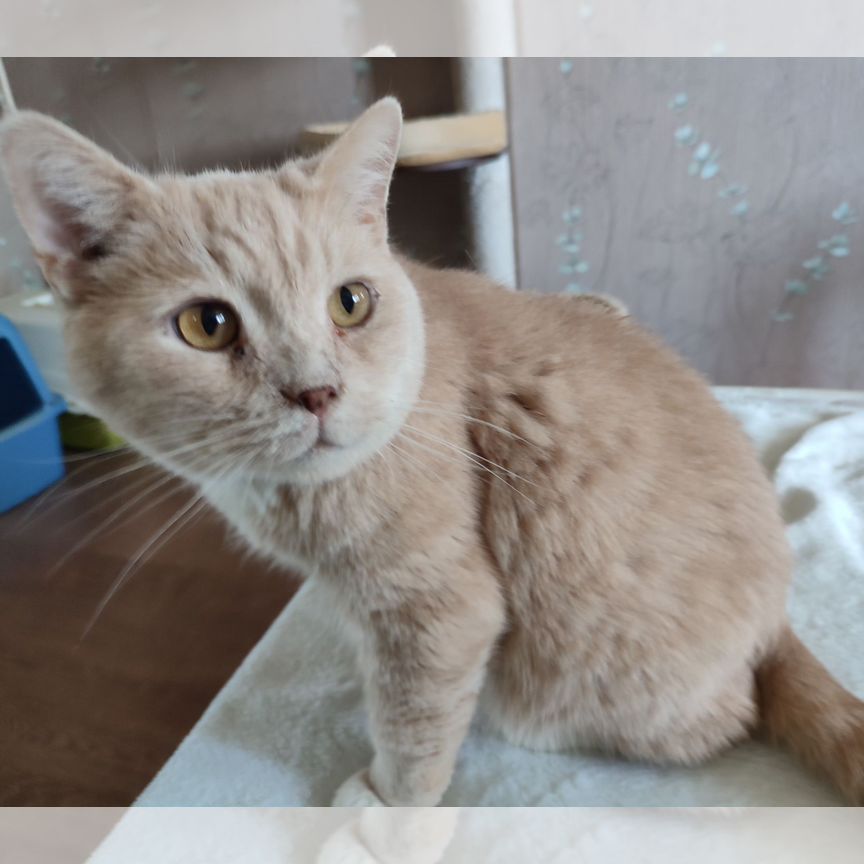 Отдам кота в добрые руки