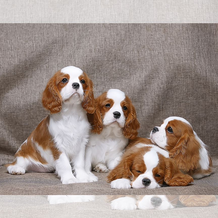 Кавалер кинг-чарльз-спаниель, щенок
