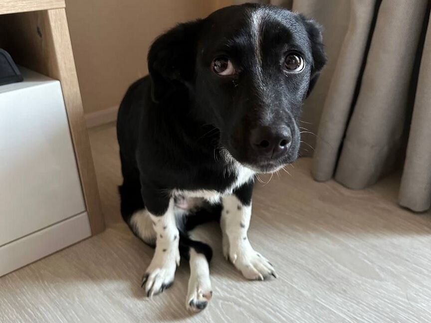 Маленькая собака в добрые руки бесплатно