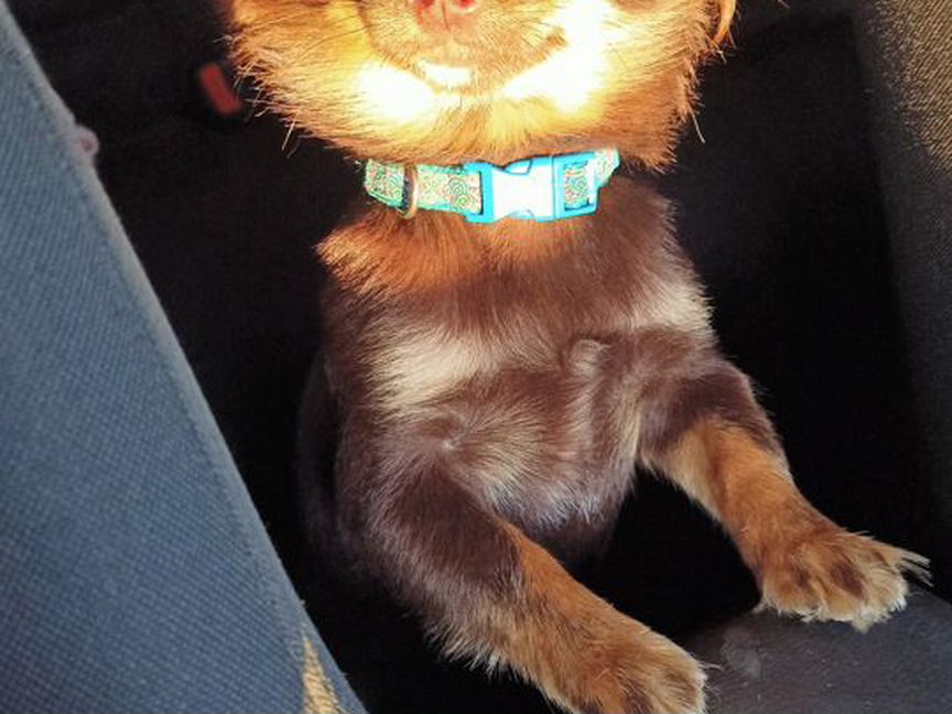 Вязка кобель чихуахуа