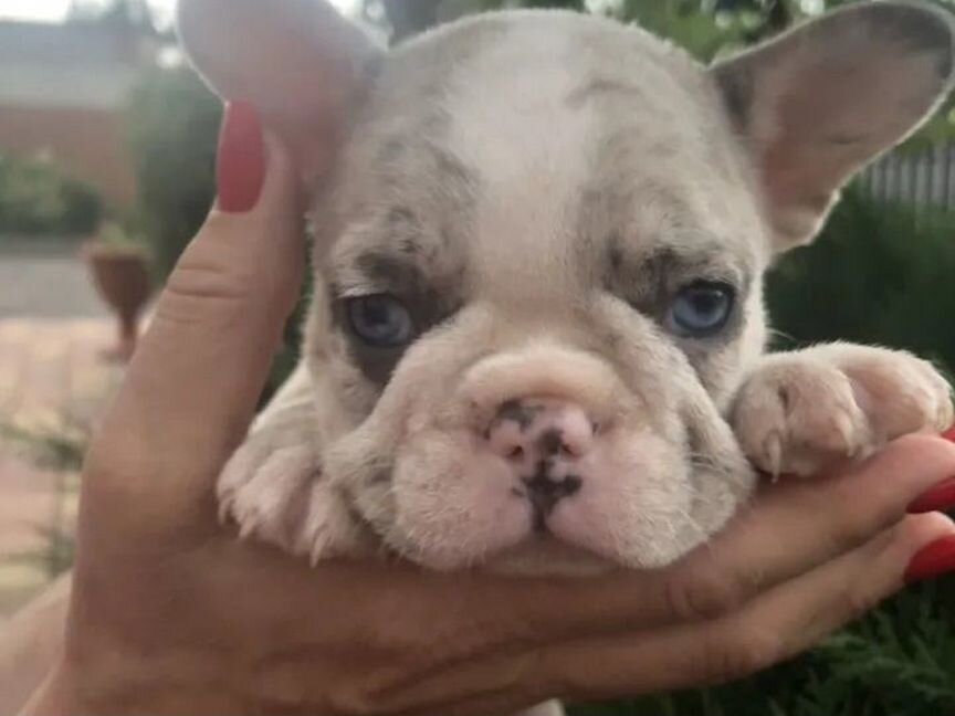 Мраморные девочки