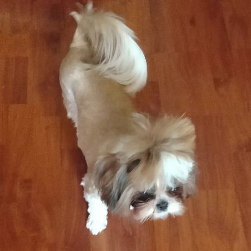 Ши-тцу, взрослая собака