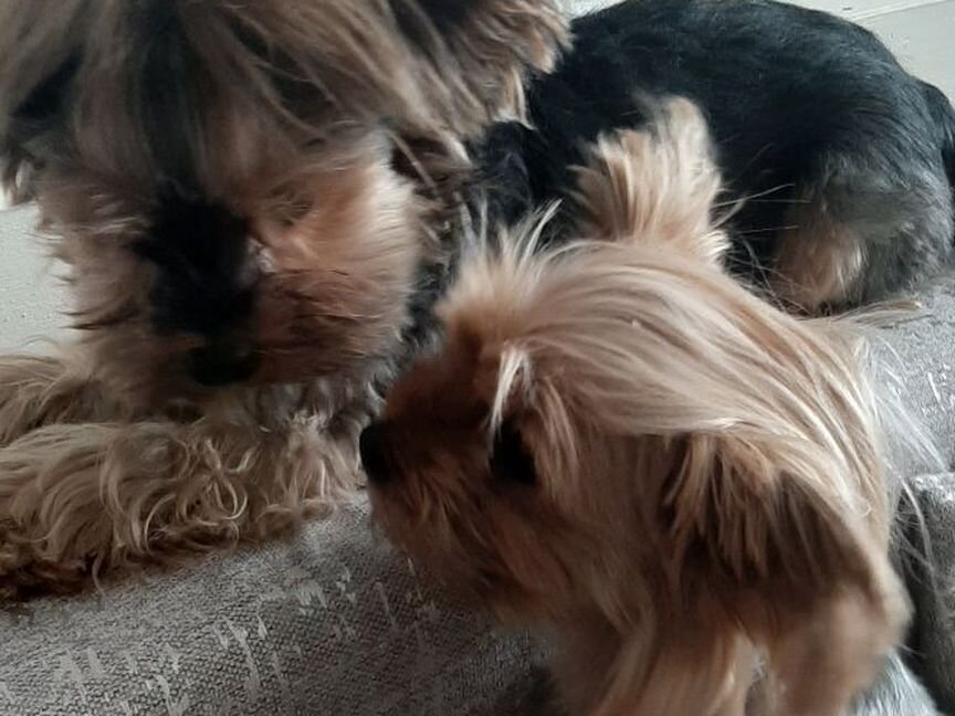 Йоркширский терьер щенки девочки