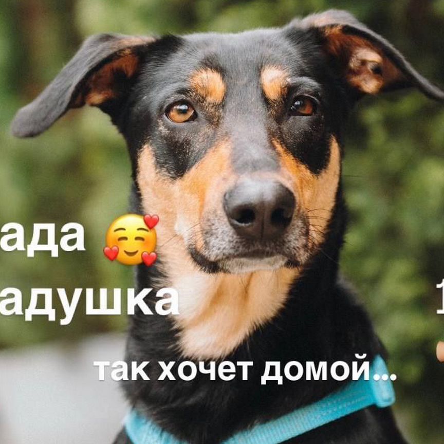 Взрослая собака в добрые руки
