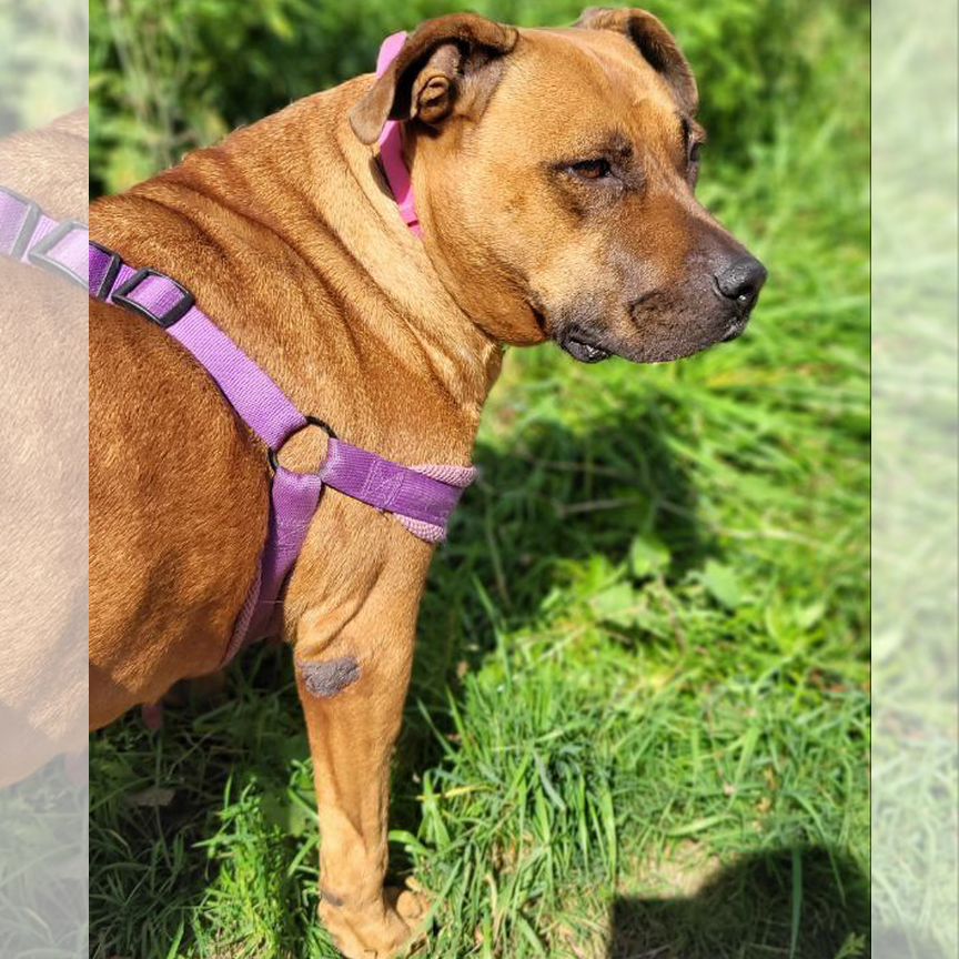 Американский питбультерьер, взрослая собака